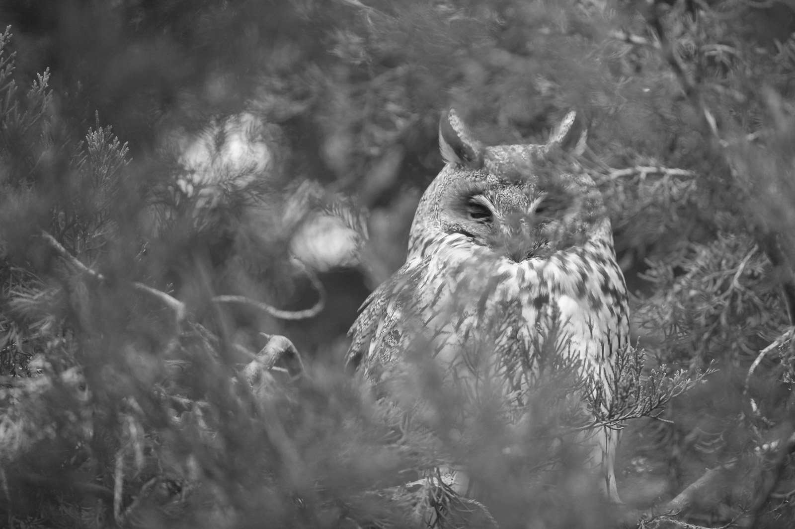 Weekly Photography Assignment: Black & White - Nature TTL