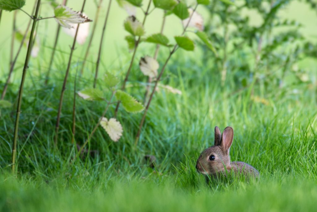 Inspiration for Springtime Wildlife Photography - Nature TTL
