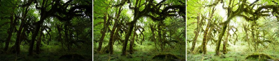 HDR Photography: A Beginner's Guide - Nature TTL