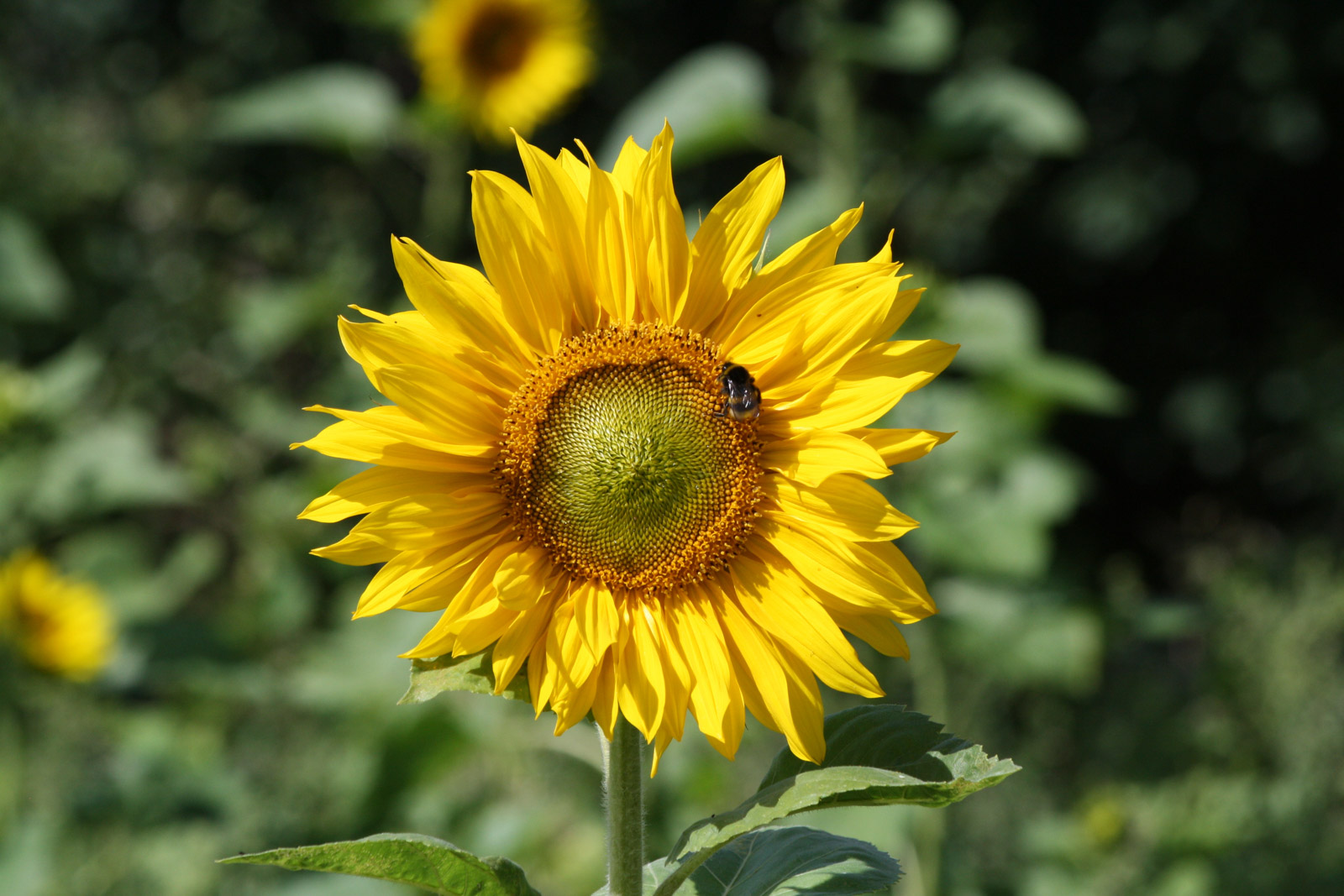 Weekly Photography Assignment: Yellow - Nature TTL