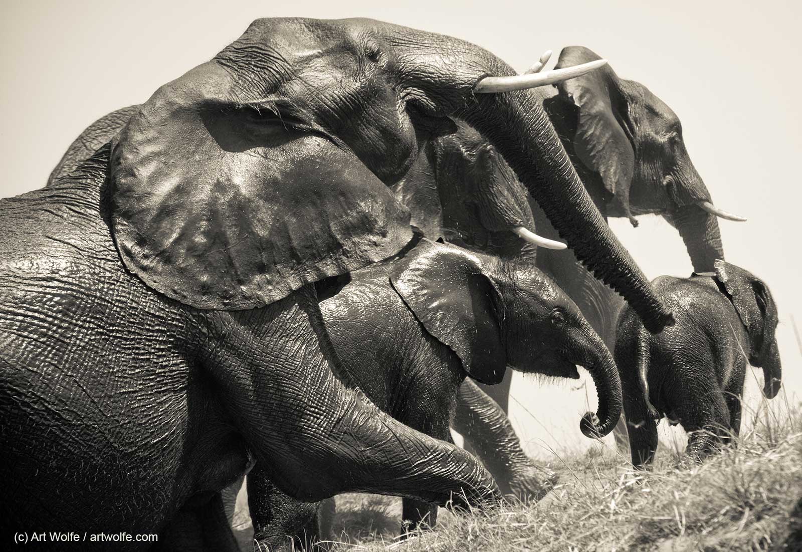 Art Wolfe: An Interview with a Legendary Nature Photographer - Nature TTL