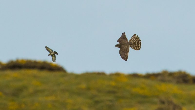 Photographer Shoots a Merlin Catching a Goldfinch - Nature TTL