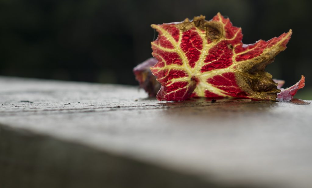 Weekly Photography Assignment: Ducks - Nature TTL