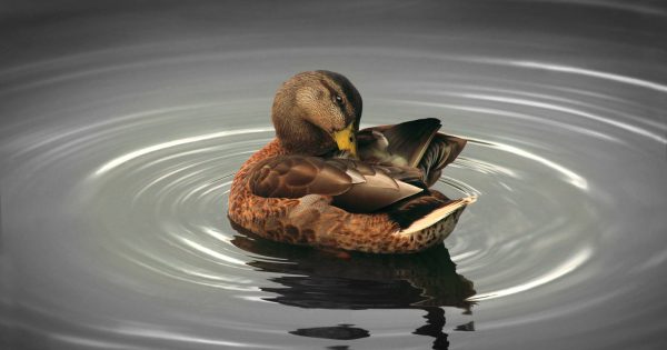 Weekly Photography Assignment: Ducks - Nature TTL