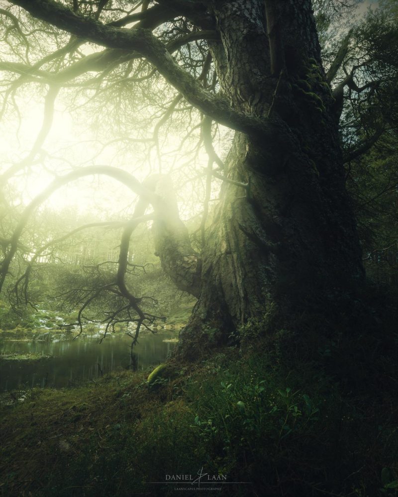 How to Photograph Epic Wide-Angle Shots of Trees - Nature TTL