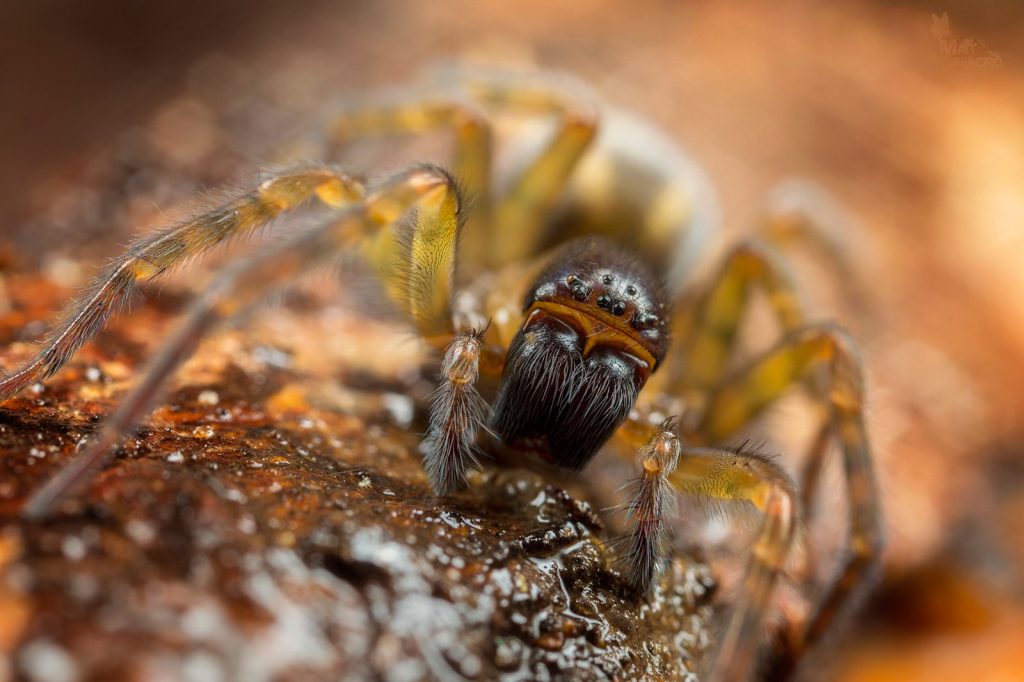 How to Take Amazing Spider Macro Photos - Nature TTL