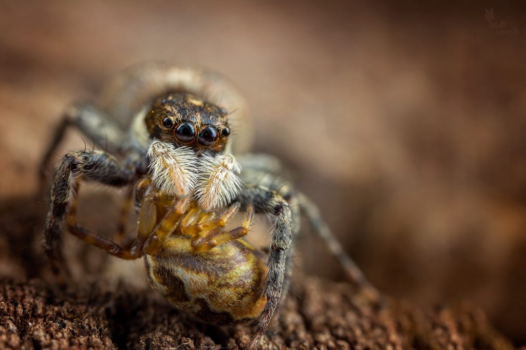 How to Take Amazing Spider Macro Photos - Nature TTL