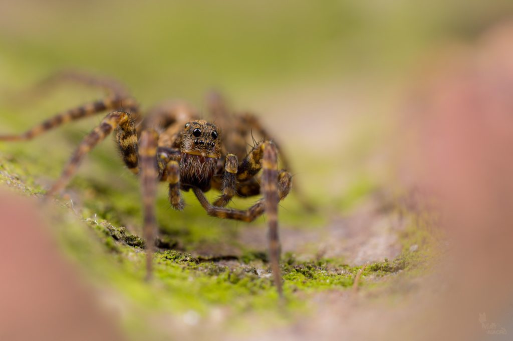 How to Take Amazing Spider Macro Photos - Nature TTL