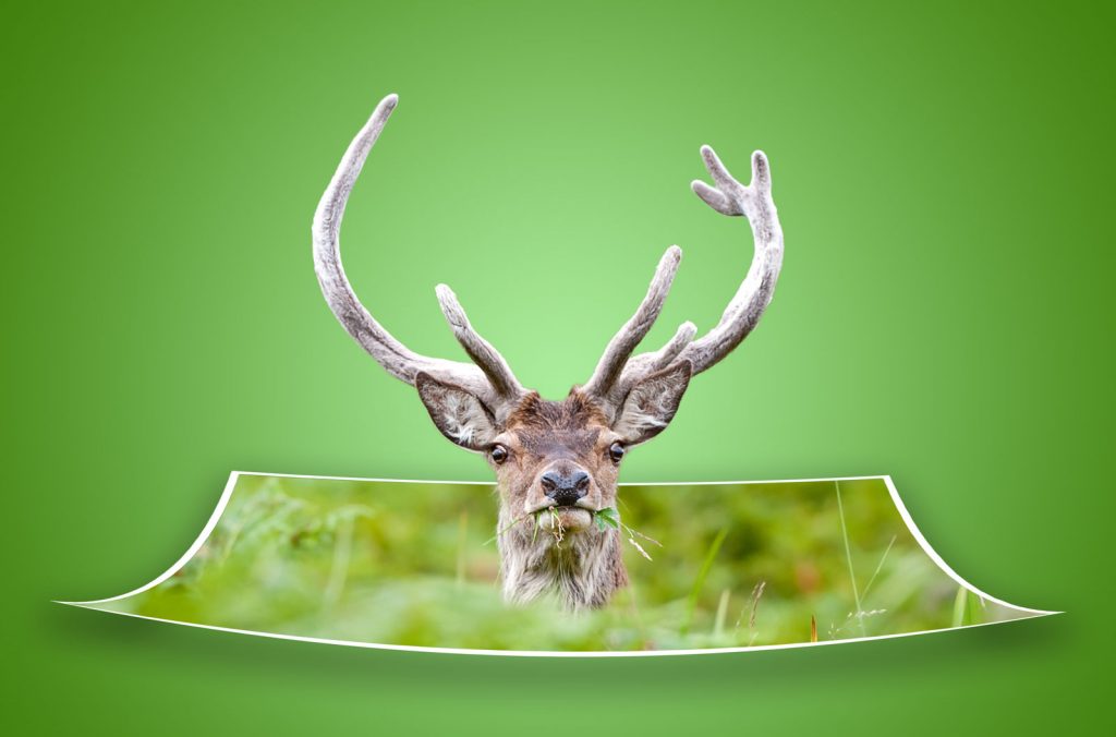 Infrared Photography Guide: The Invisible Light - Nature TTL