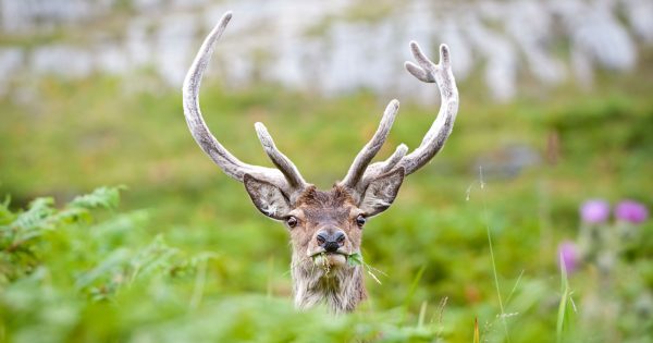 8 Tips for Approaching Animals Without Being Noticed - Nature TTL