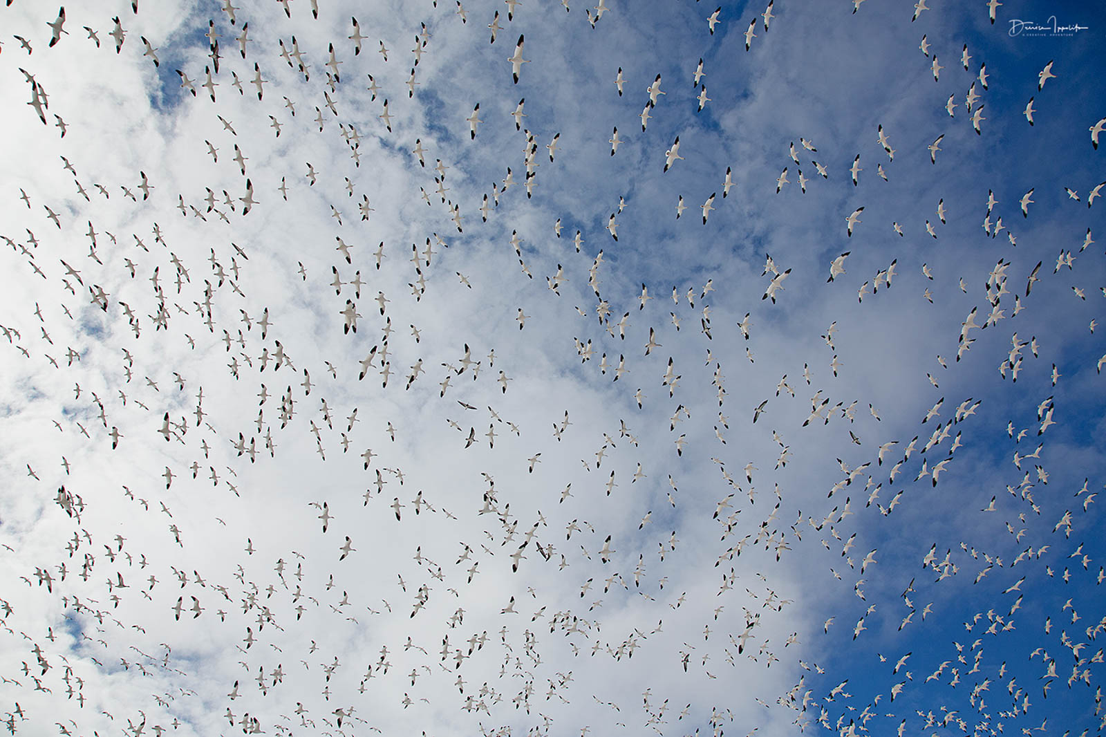 9 Creative Ways to Drastically Improve Your Wildlife Photos - Nature TTL