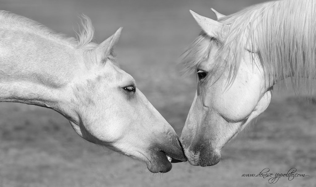 9 Creative Ways to Drastically Improve Your Wildlife Photos - Nature TTL