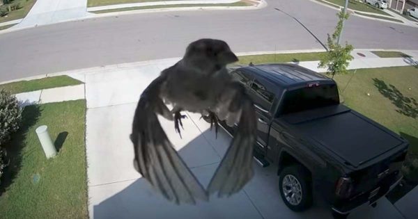 Bird That Flies Without Flapping Caught On Camera - Nature TTL