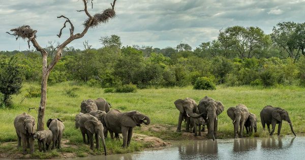 The Winner of Our Safari Competition Is... - Nature TTL