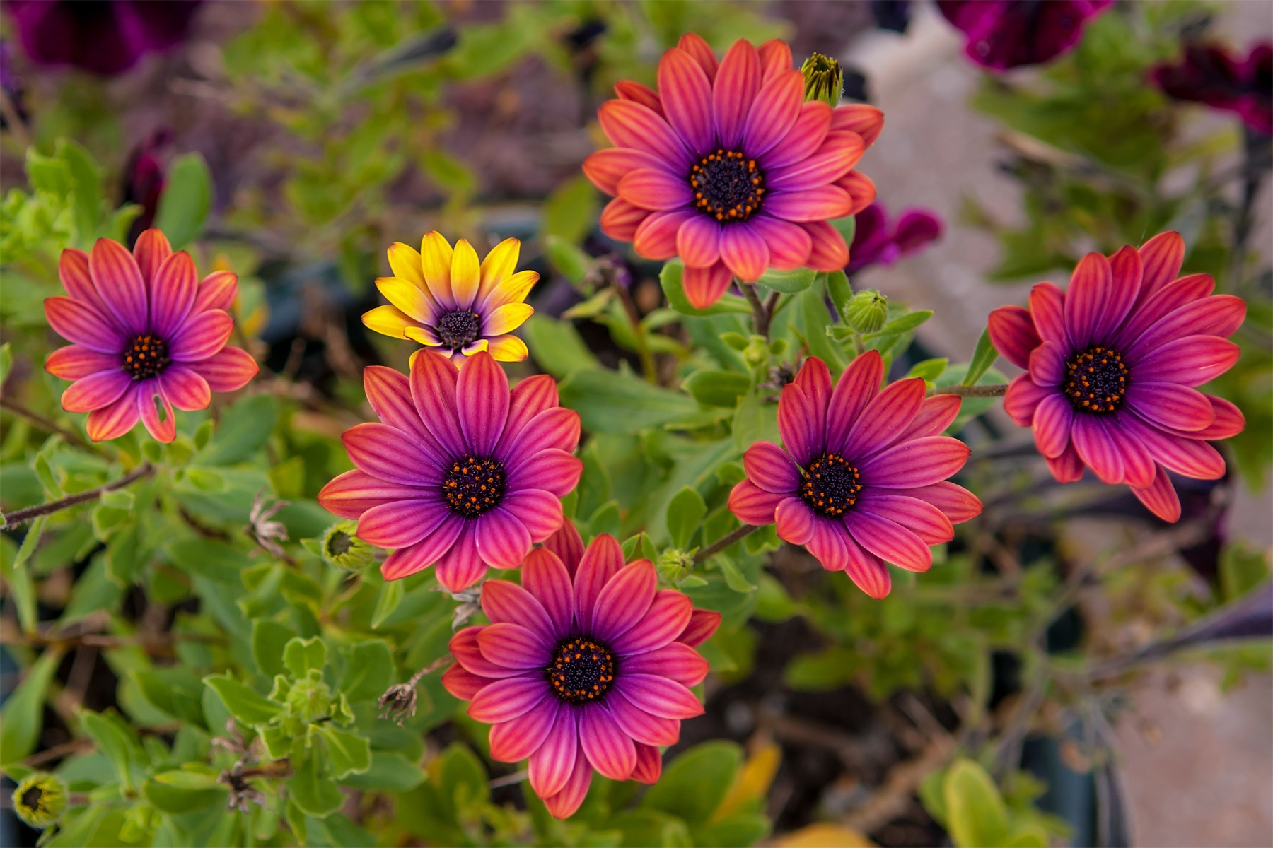 Weekly Photography Assignment: Eyes & Catchlights - Nature TTL