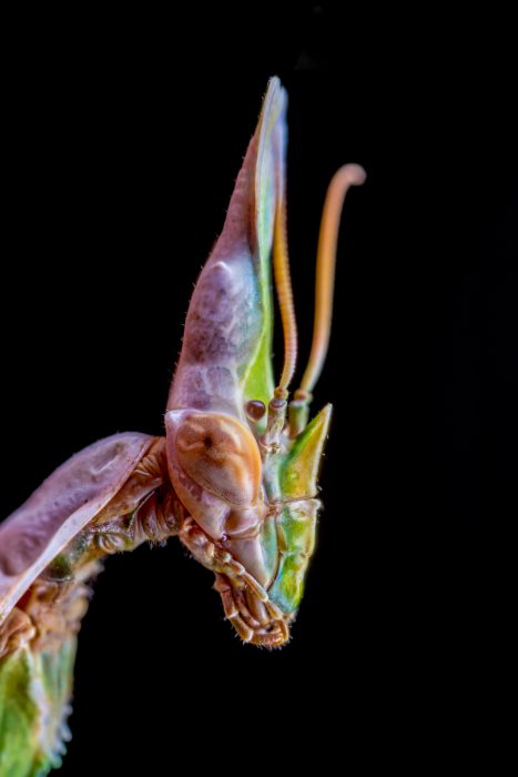 How to Focus Stack Macro Photos in the Field - Nature TTL