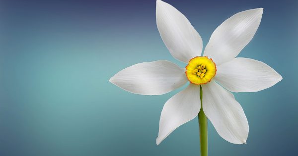 Weekly Photography Assignment: Petals and Leaves - Nature TTL