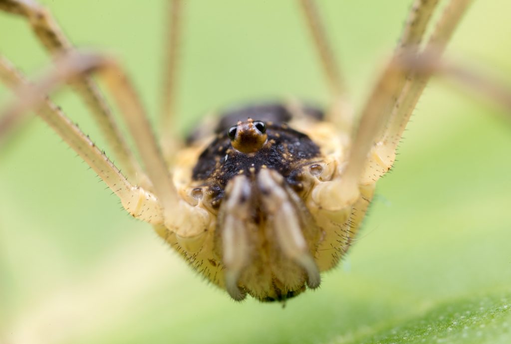 How to Focus Stack Macro Photos in the Field - Nature TTL