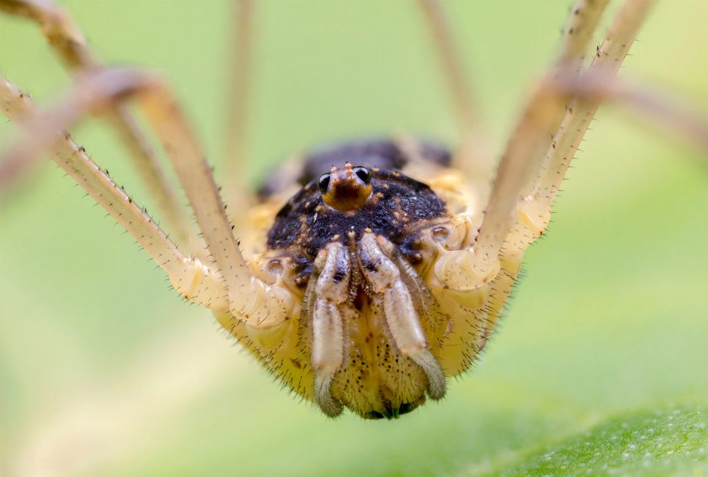 How to Focus Stack Macro Photos in the Field - Nature TTL