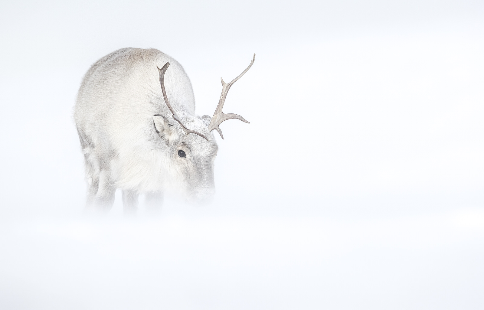 Ghosts of the Arctic: Photographing Wildlife in the Polar Winter ...