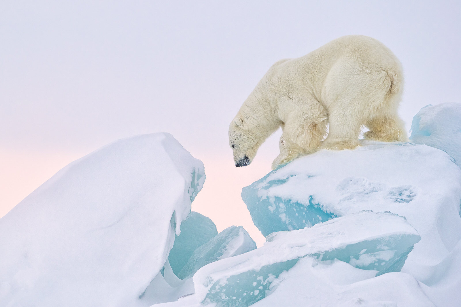 Ghosts of the Arctic: Photographing Wildlife in the Polar Winter ...