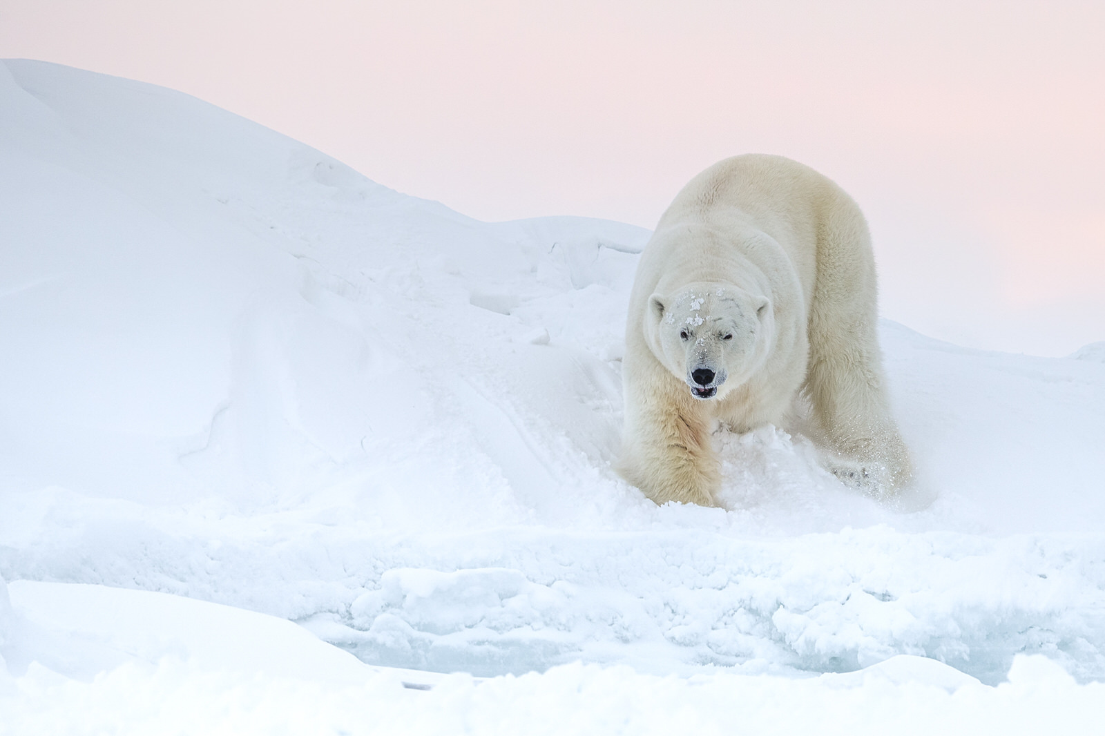 Ghosts of the Arctic: Photographing Wildlife in the Polar Winter ...