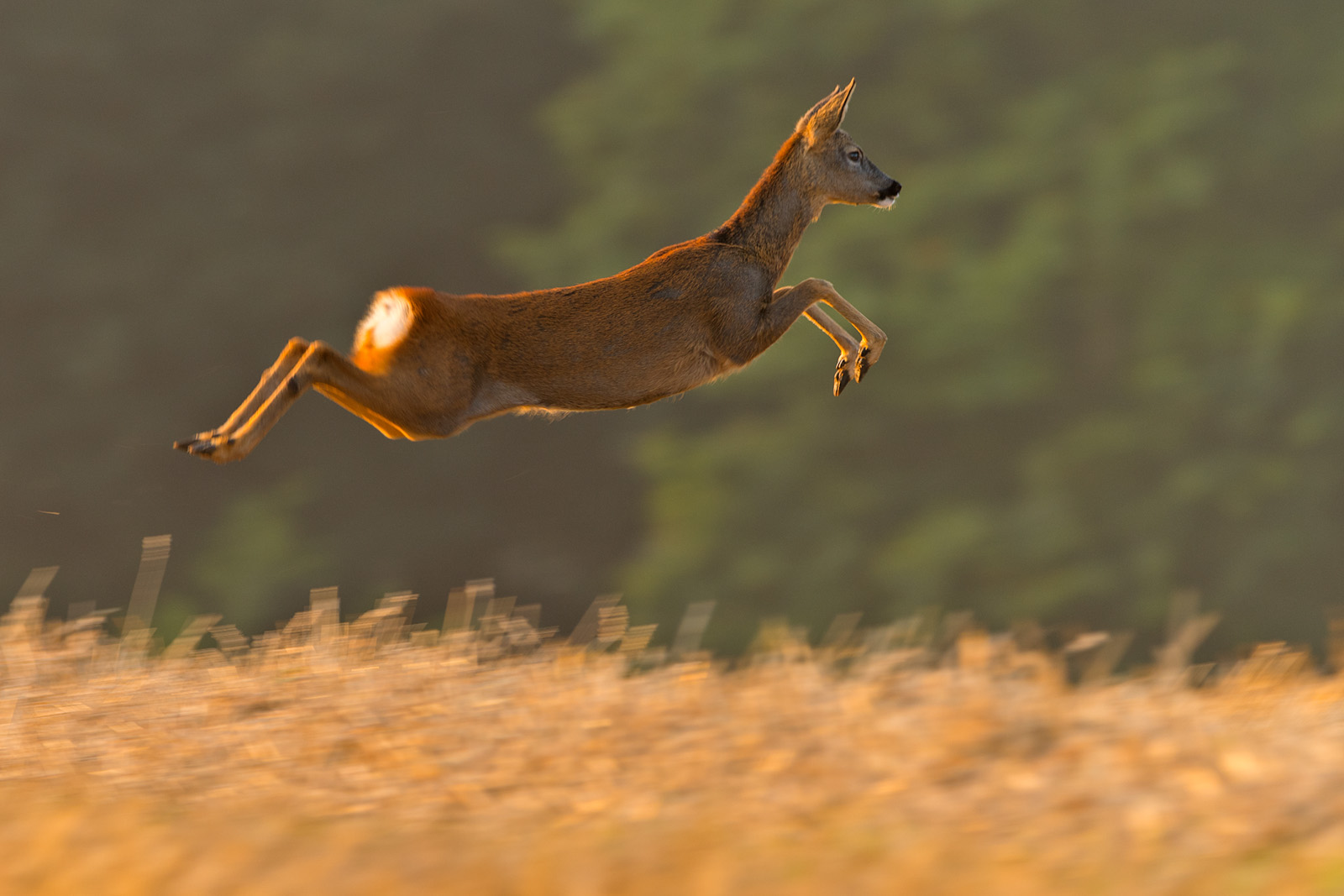 Photographing the UK's Secretive Roe Deer - Nature TTL
