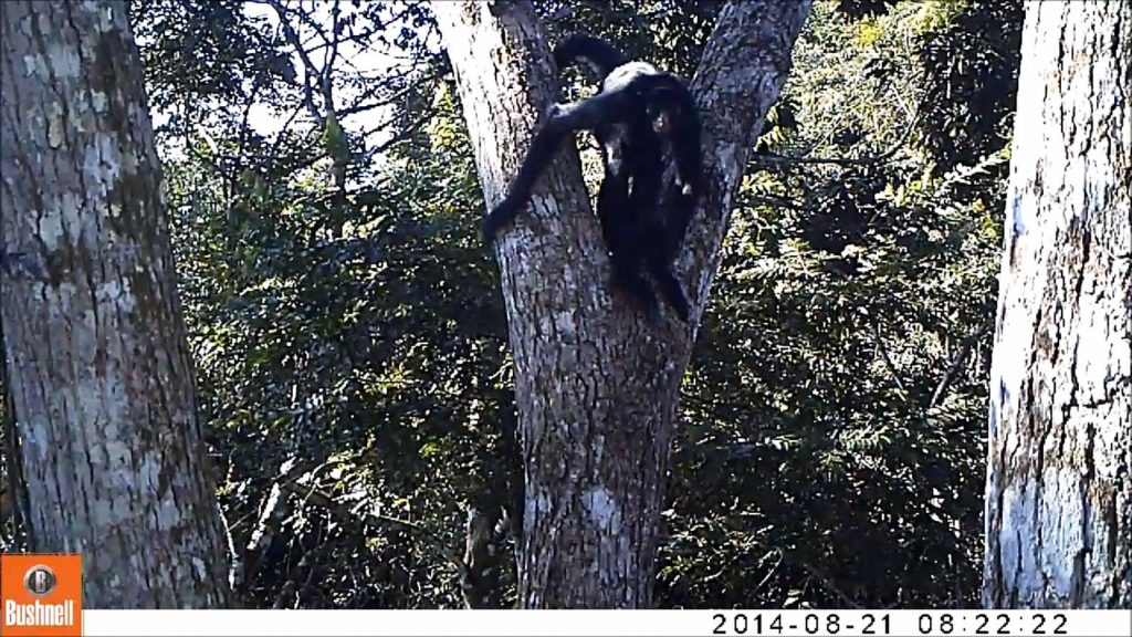 131 Camera Traps in Rainforest Canopy Capture Rare Wildlife - Nature TTL