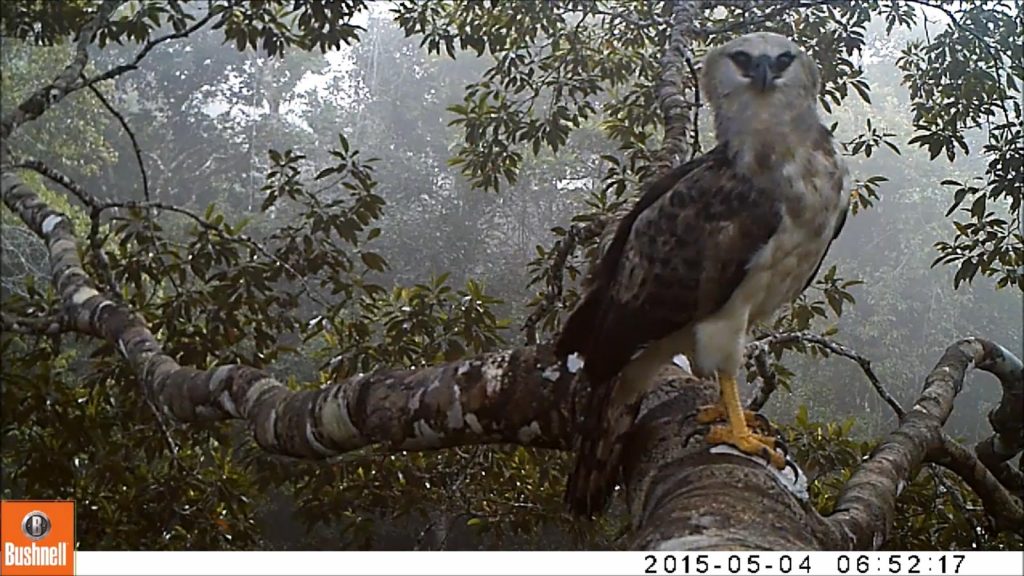 131 Camera Traps in Rainforest Canopy Capture Rare Wildlife - Nature TTL