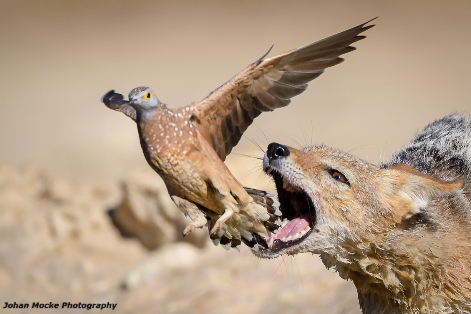 Jackal Tackling a Sandgrouse: How Johan Mocke Got the Shot - Nature TTL