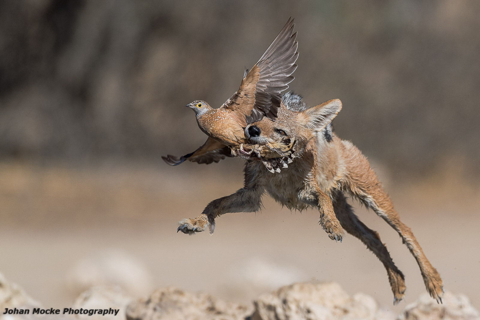 Jackal Tackling a Sandgrouse: How Johan Mocke Got the Shot - Nature TTL