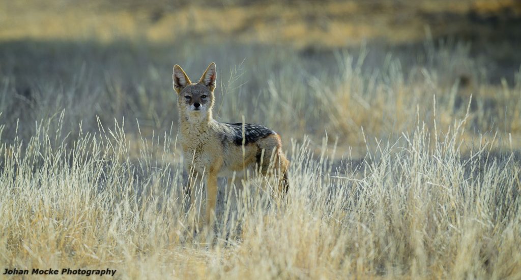 Jackal Tackling a Sandgrouse: How Johan Mocke Got the Shot - Nature TTL