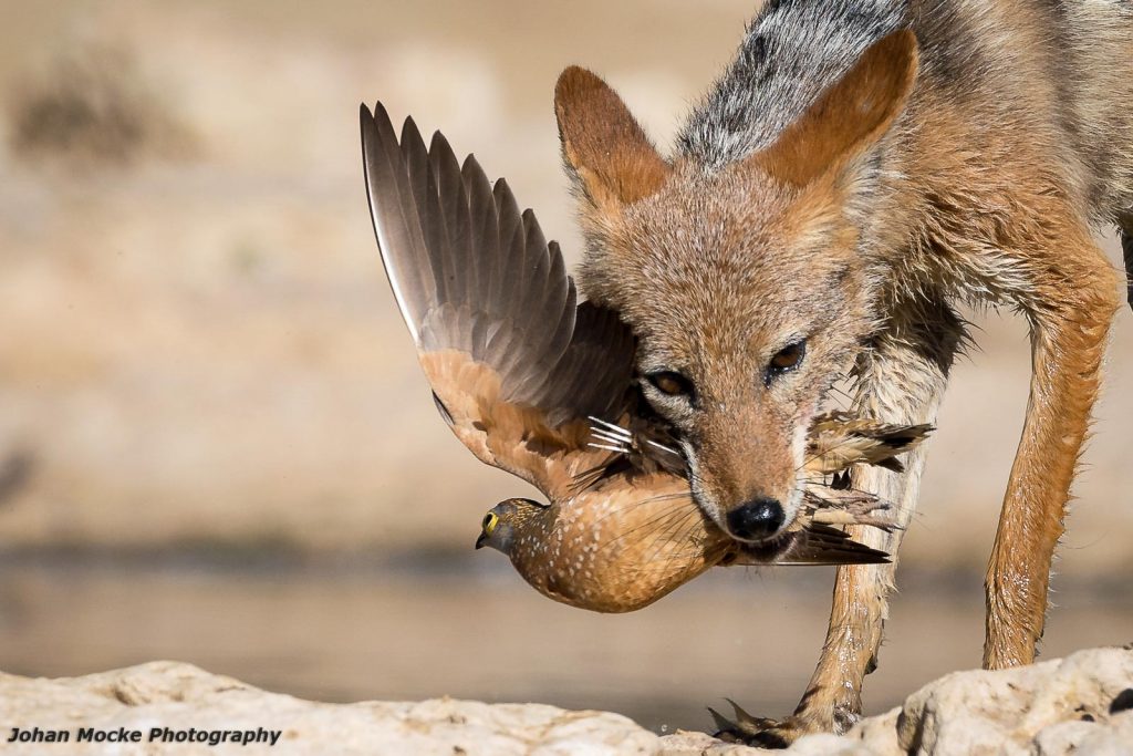 Jackal Tackling a Sandgrouse: How Johan Mocke Got the Shot - Nature TTL