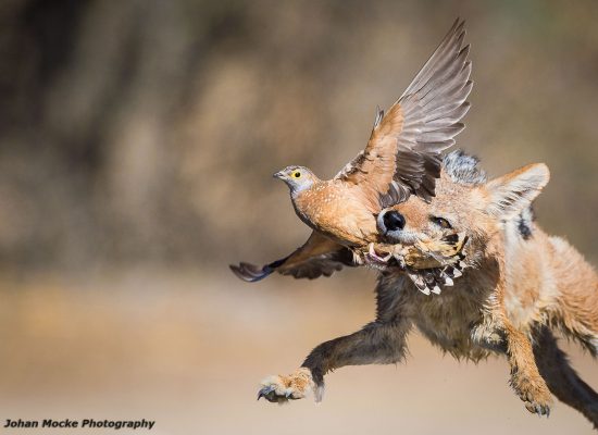 Jackal Tackling a Sandgrouse: How Johan Mocke Got the Shot - Nature TTL