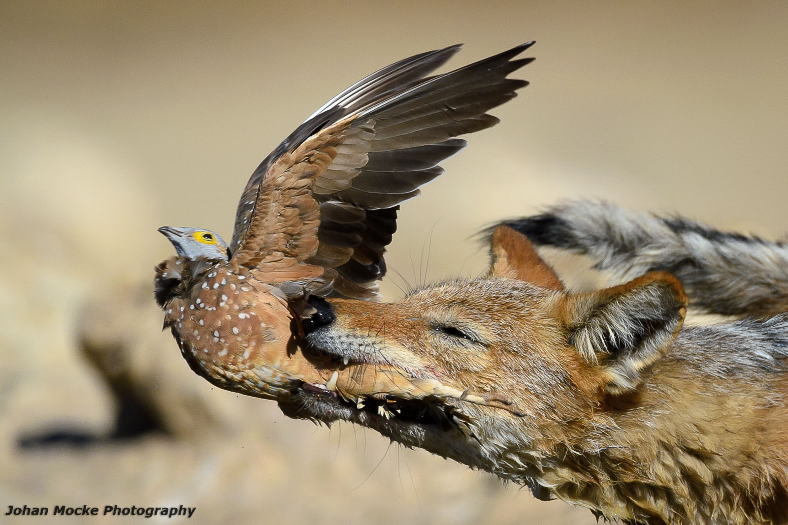 Jackal Tackling a Sandgrouse: How Johan Mocke Got the Shot - Nature TTL