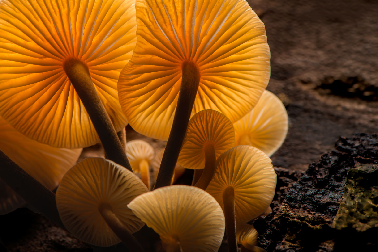 The Weird and Wonderful World of Fungi | Nature TTL