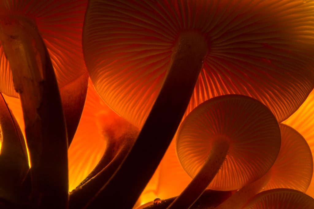 The Weird and Wonderful World of Fungi - Nature TTL