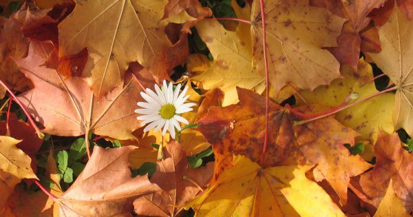 Weekly Photography Assignment: Season Changes - Nature TTL