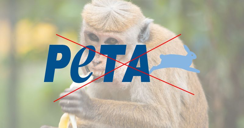 David Slater Finally Wins 'Monkey Selfie' Court Case - Nature TTL