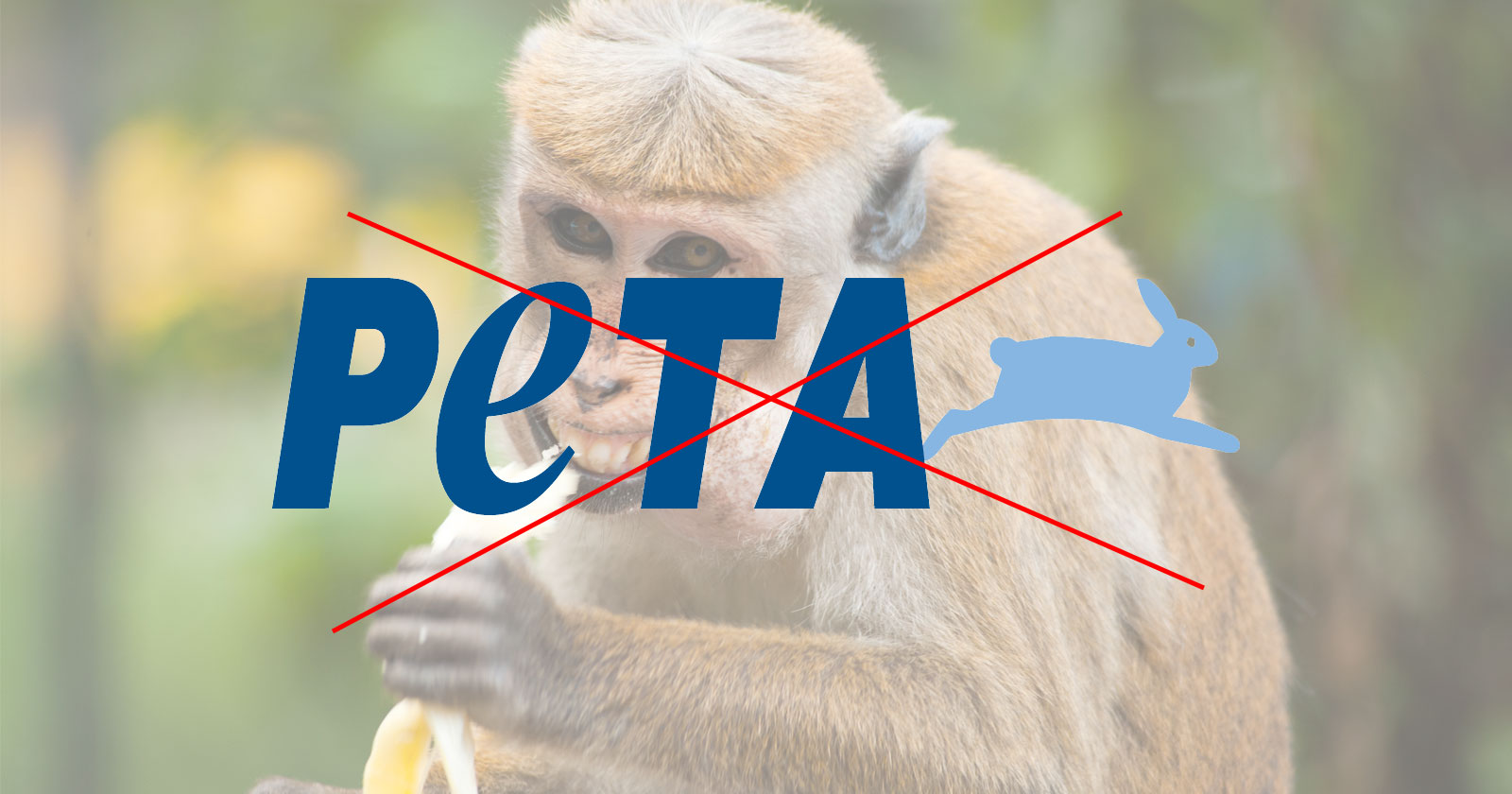 David Slater Finally Wins 'Monkey Selfie' Court Case - Nature TTL