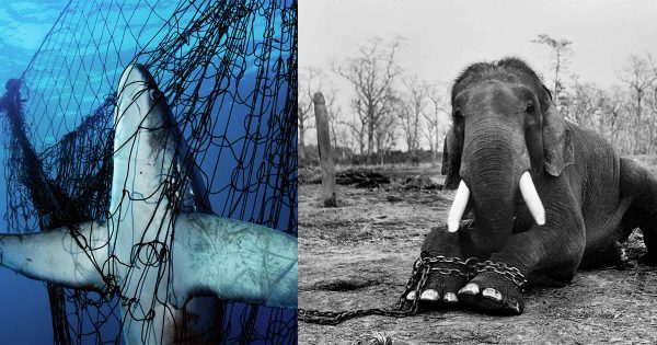 Photographers Unite Against Wildlife Crime with New Book - Nature TTL