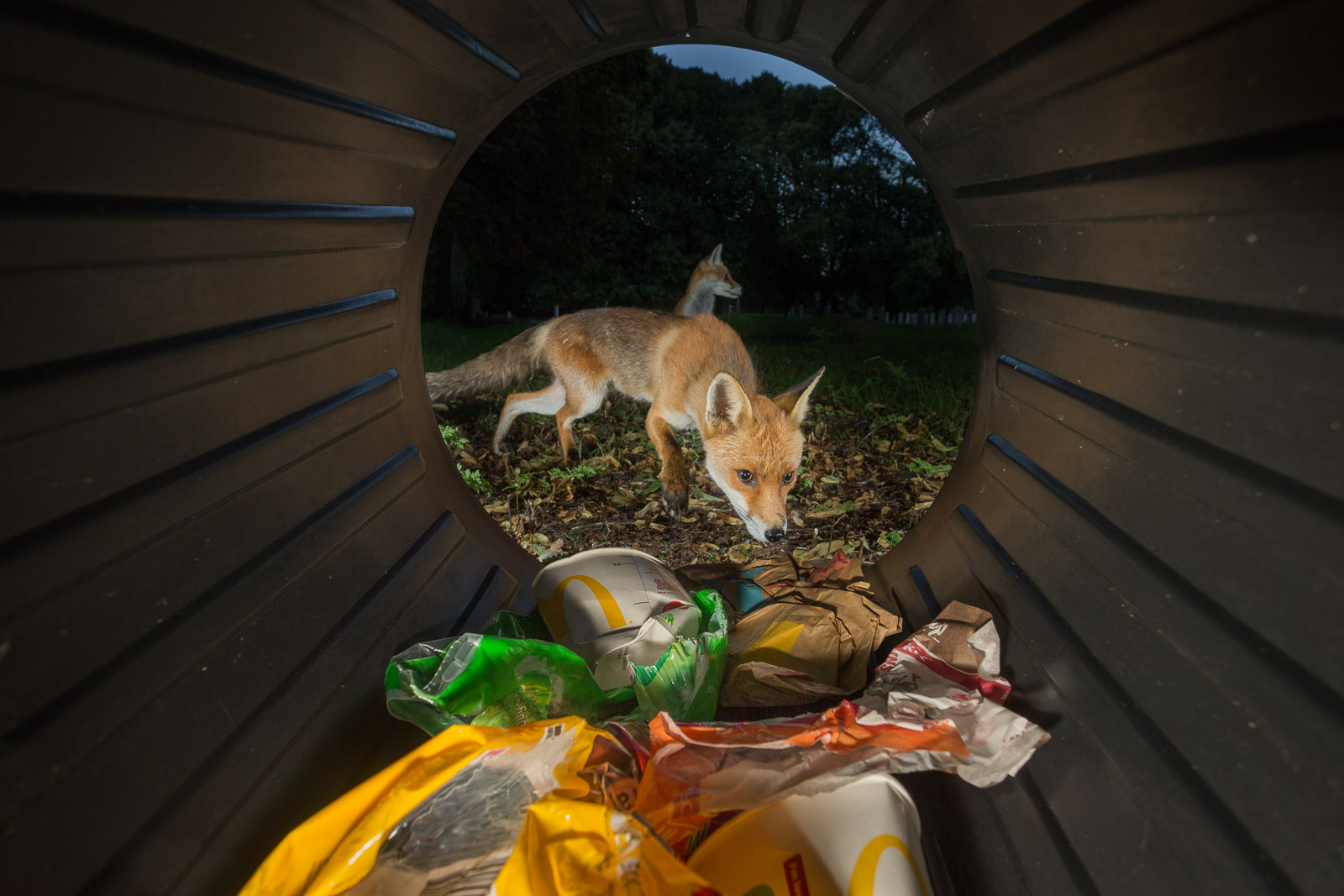 The Secret Life of London's Urban Foxes - Nature TTL