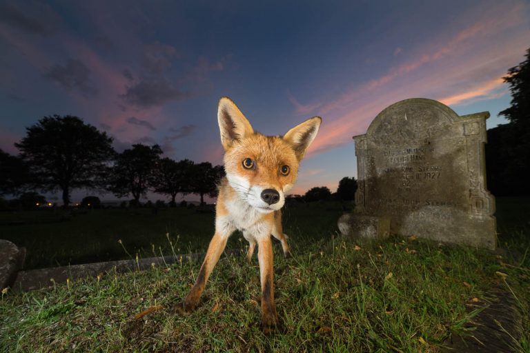 The Secret Life of London's Urban Foxes - Nature TTL