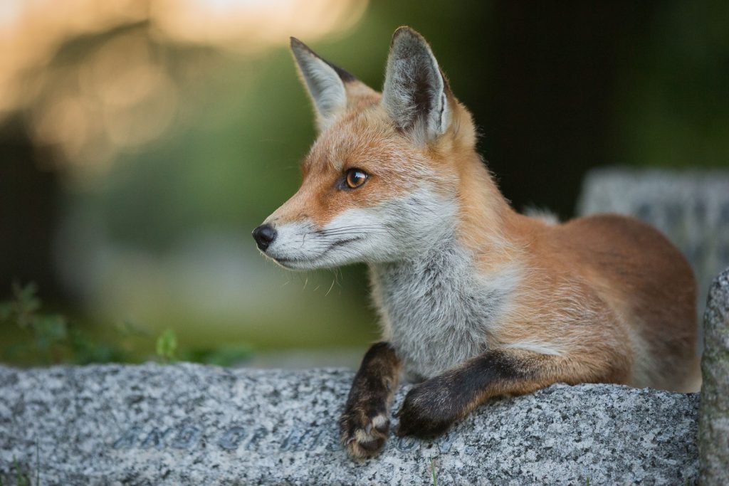 The Secret Life of London's Urban Foxes - Nature TTL