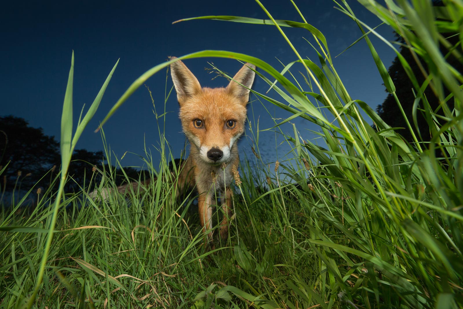 The Secret Life of London's Urban Foxes - Nature TTL