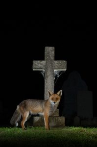 The Secret Life of London's Urban Foxes - Nature TTL