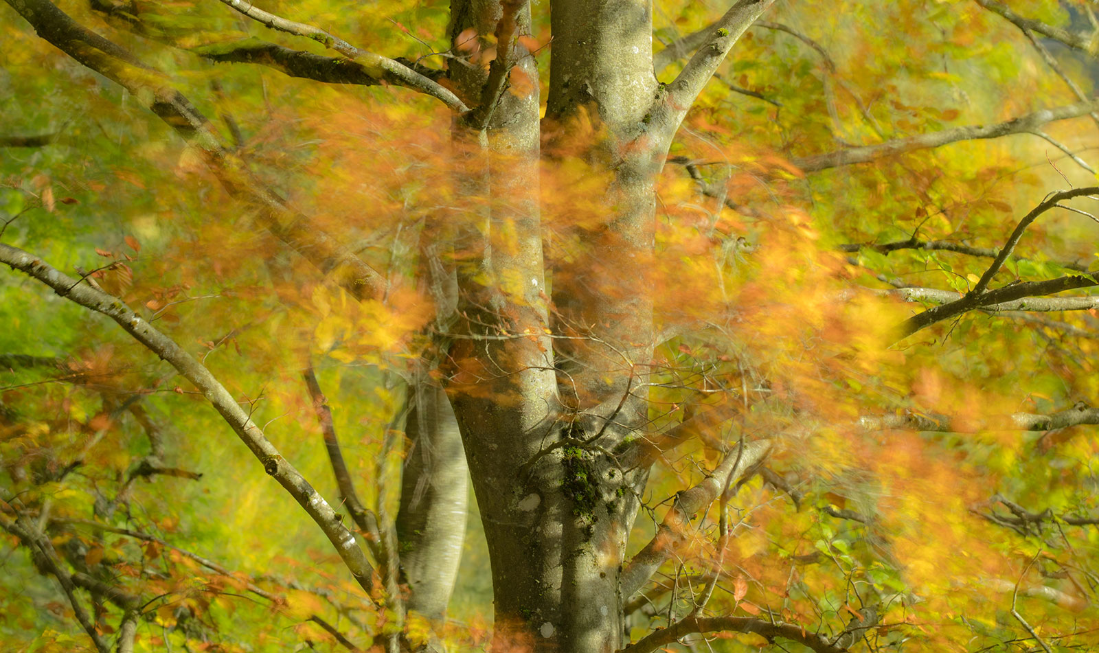 Weekly Photography Assignment: Wind - Nature TTL