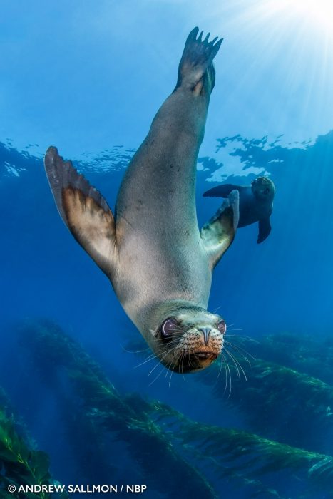 Winners of 2017 Nature's Best Photography Windland Smith Rice Awards ...