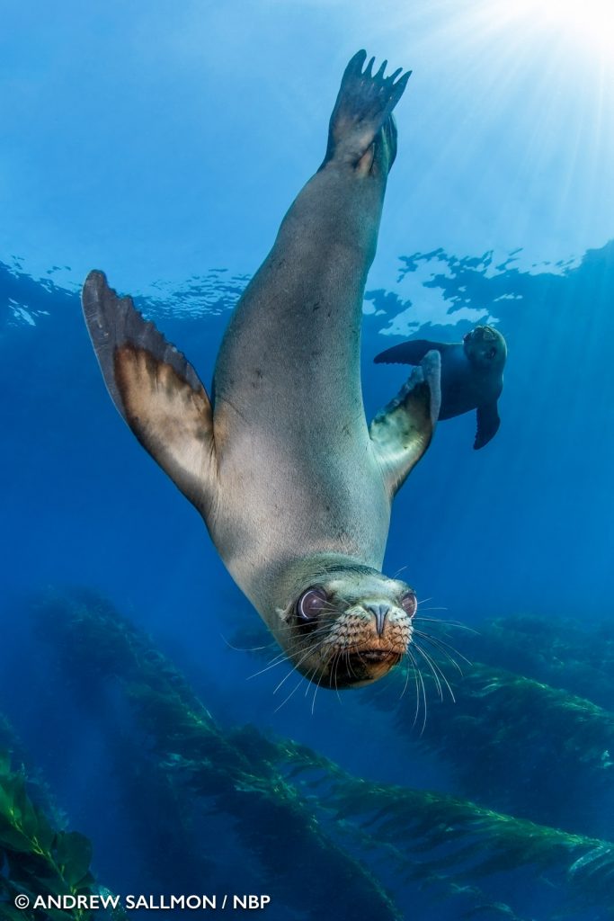 Winners of 2017 Nature's Best Photography Windland Smith Rice Awards ...