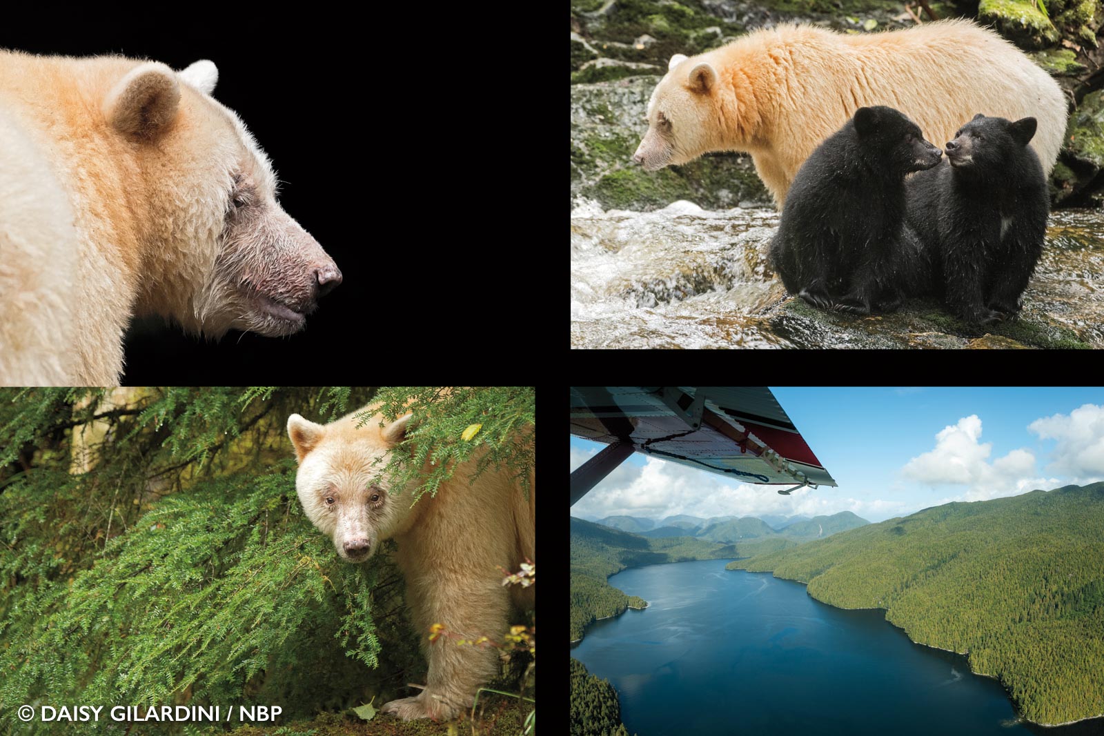 Winners of 2017 Nature's Best Photography Windland Smith Rice Awards ...